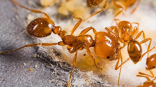Formigas