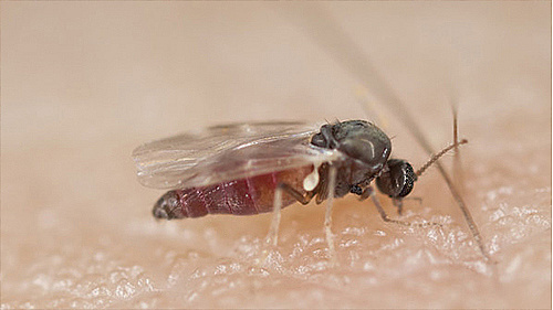 Mosquitos e Pernilongos